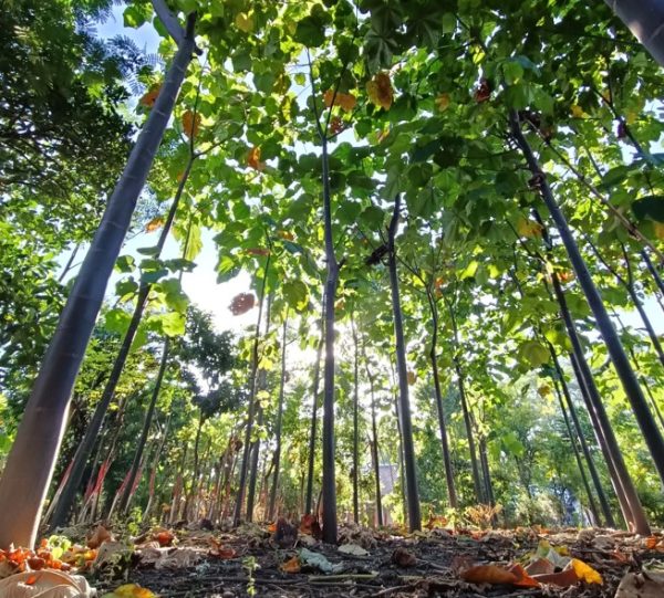 Kayu Balsa Indonesia, Sejarah Penanaman, Pemanfaatan dan Tantangan ...
